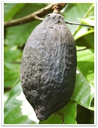 Crop Protection | Kerala Agricultural University